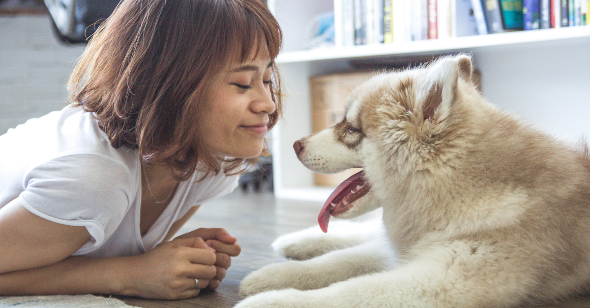 IVDD In Dogs: What You Need to Know - Emergency Vet 24/7
