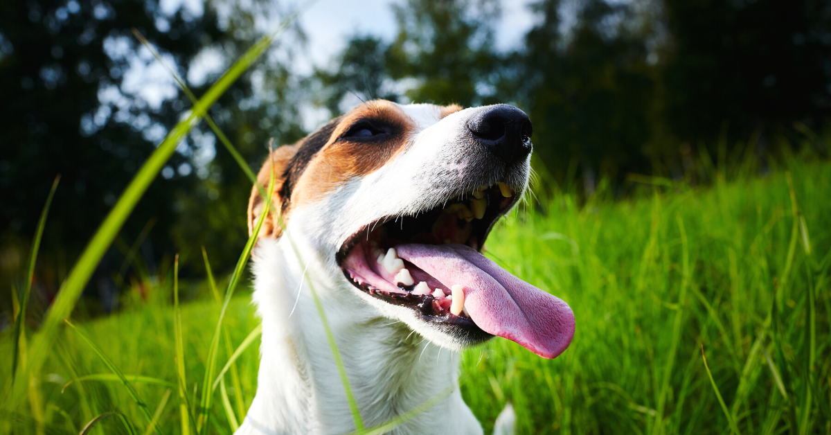 What is a Normal Respiratory Rate for Dogs? - Emergency Vet 24/7