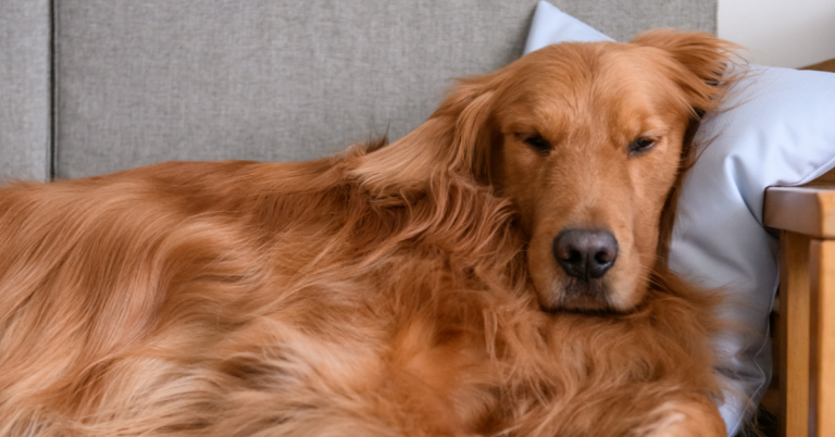 What is a Normal Respiratory Rate for Dogs? - Emergency Vet 24/7