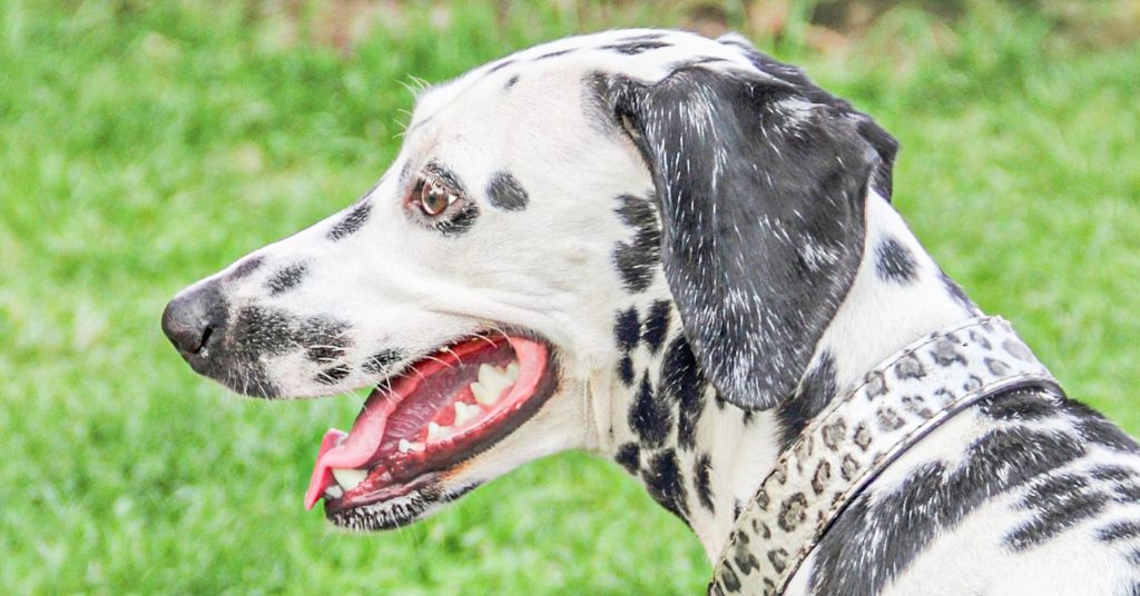 What Is A Normal Respiratory Rate For Dogs Emergency Vet 24 7 What Is A Normal Respiratory Rate For Dogs Emergency Vet 24 7