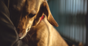 What’s a Normal Dog Heart Rate? - Emergency Vet 24/7