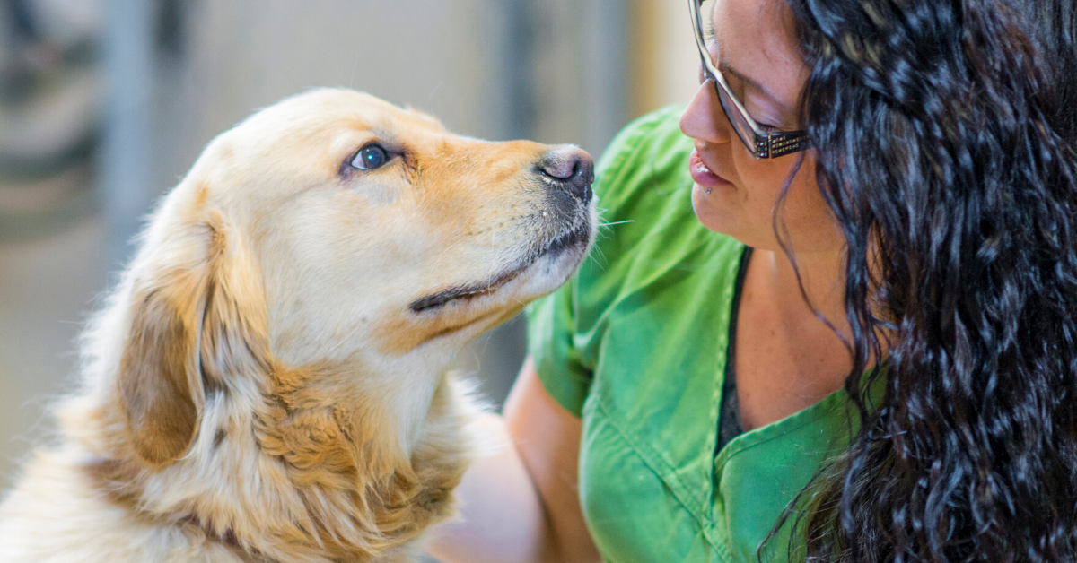 What’s a Normal Dog Heart Rate? - Emergency Vet 24/7