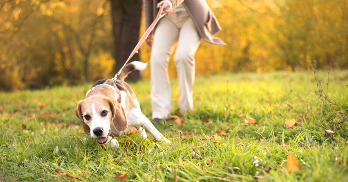 What is Elbow Hygroma in Dogs - Emergency Vet 24/7