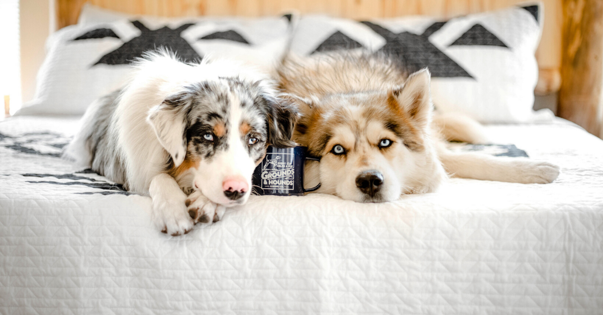 What is Elbow Hygroma in Dogs - Emergency Vet 24/7