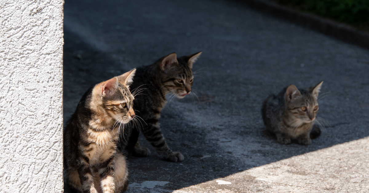 What is Coccidia in Cats? - Emergency Vet 24/7