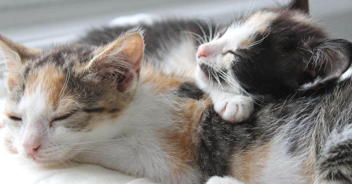 What is Coccidia in Cats? - Emergency Vet 24/7