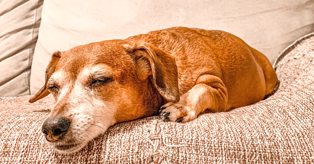 Pyometra in Dogs: The Complete Guide - Emergency Vet 24/7