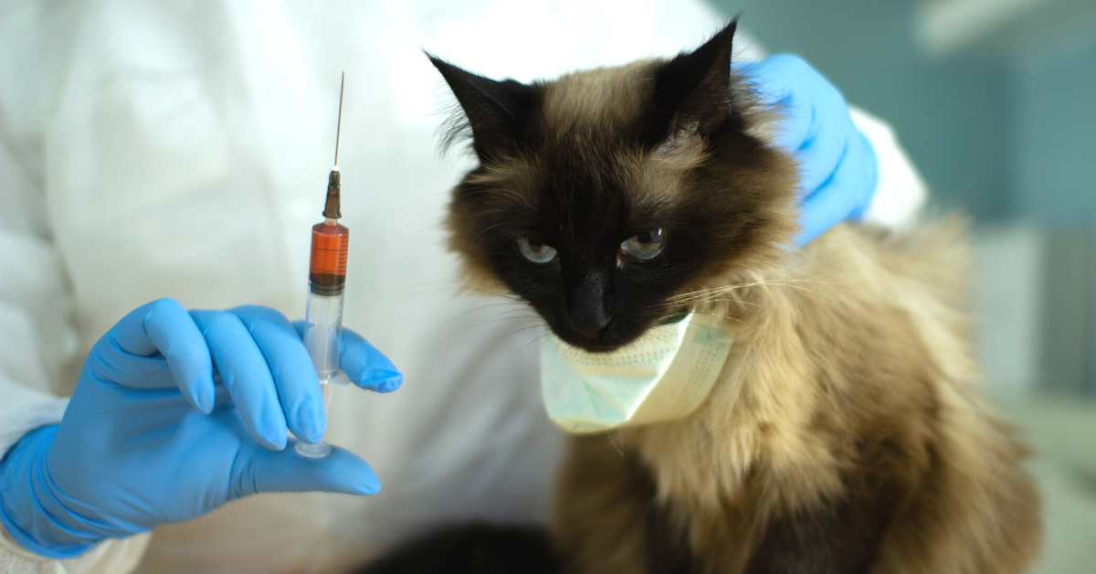 How to Treat Cystitis in Cats - Emergency Vet 24/7