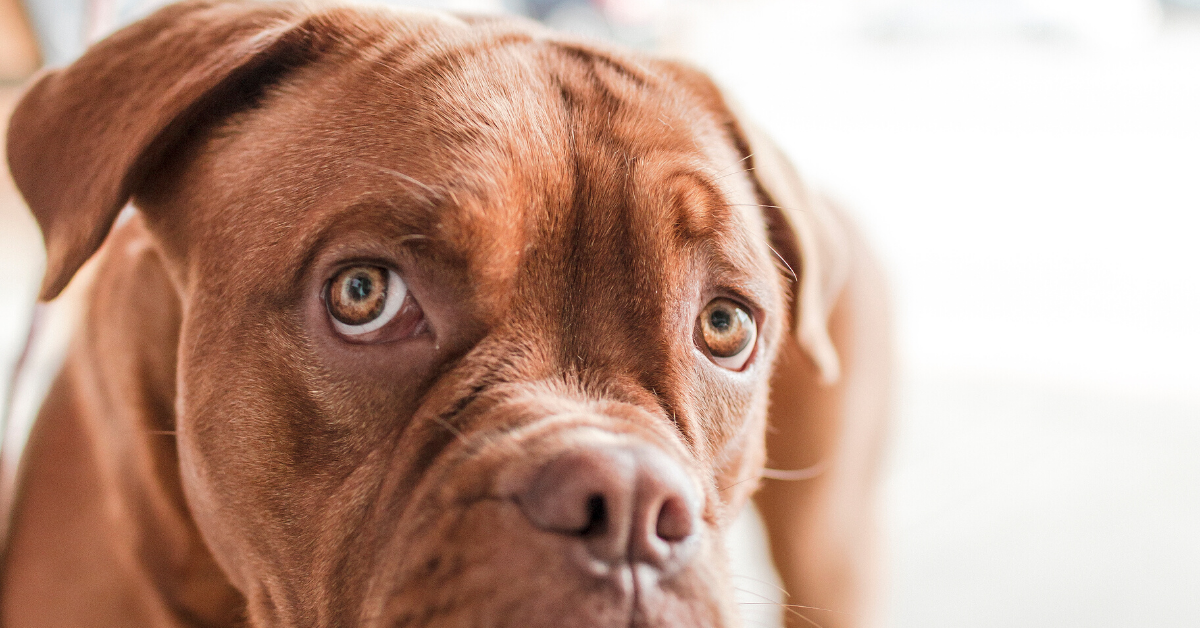 Dog Vomit Color Guide (What Different Colors Mean)