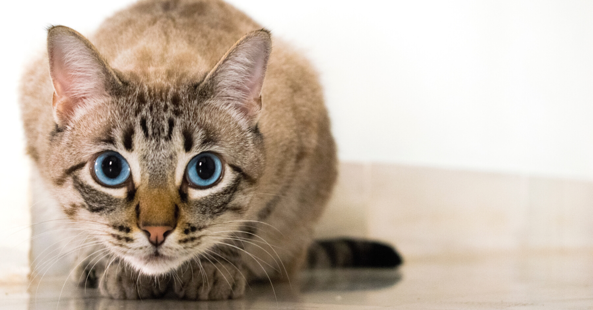 What To Do If Your Cat Is Choking - Emergency Vet 24/7