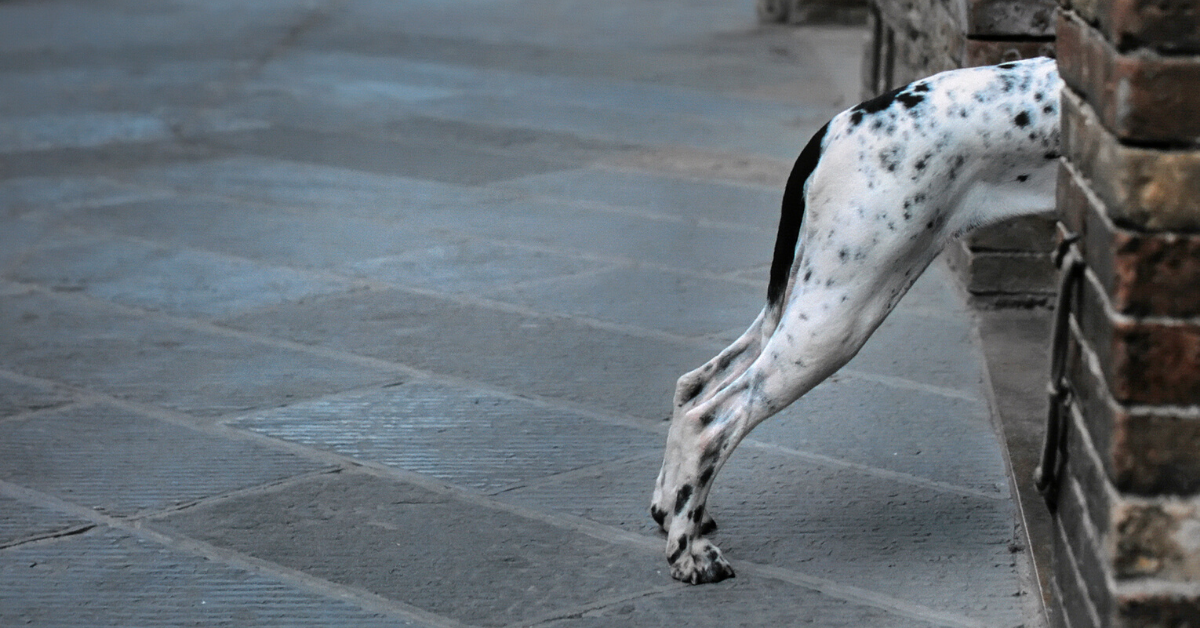 Elbow Dysplasia In Dogs (Complete Guide) - Emergency Vet 24/7
