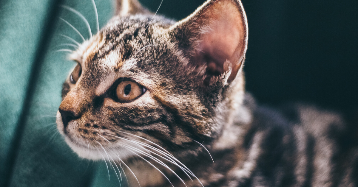 Cat Seizure (Signs & What You Should Do) - Emergency Vet 24/7