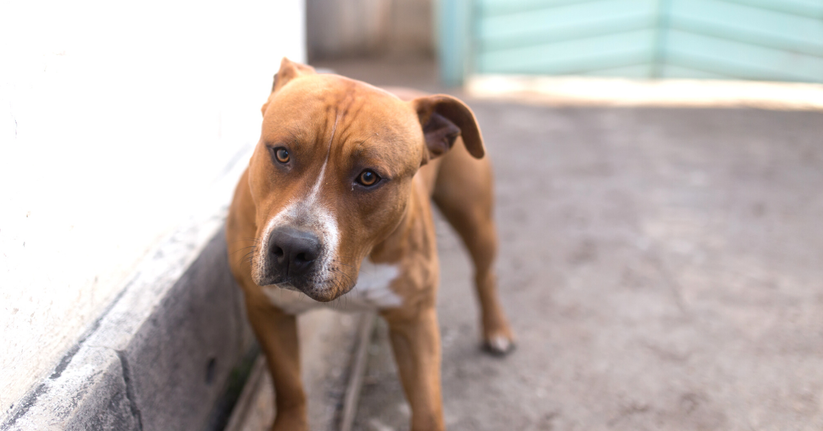 Cleft Palate in Dogs - Emergency Vet 24/7