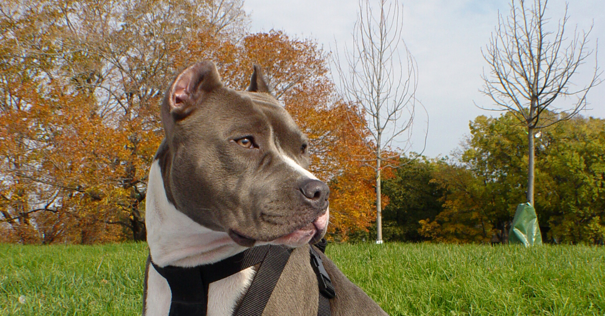 Cleft Palate in Dogs - Emergency Vet 24/7