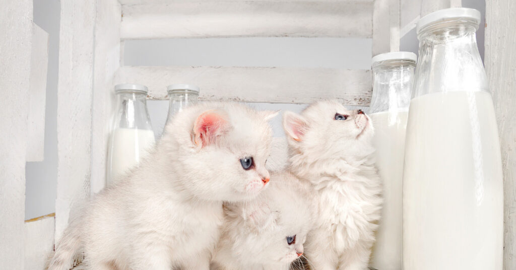 Is Milk Bad For Cats Emergency Vet 24 7