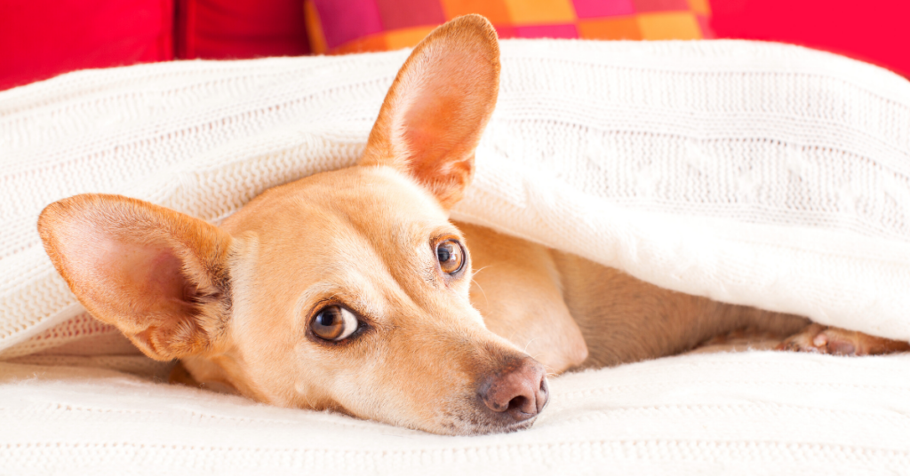Feline Hyperesthesia (Complete Guide) - Emergency Vet 24/7
