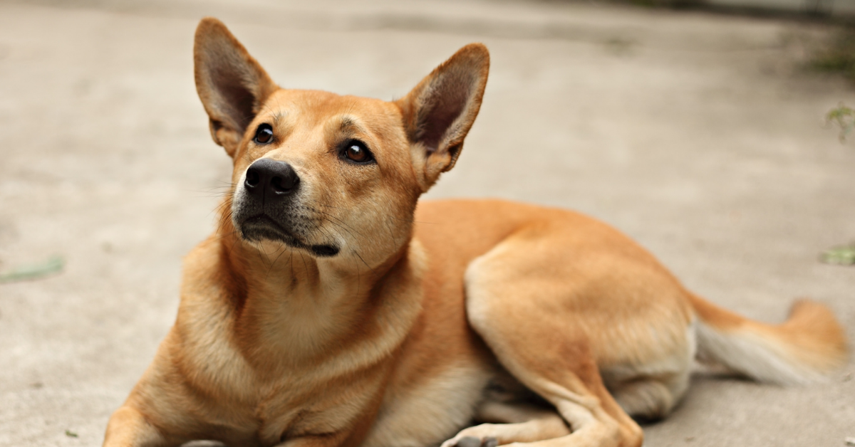 What are Whipworms in Dogs? - Emergency Vet 24/7