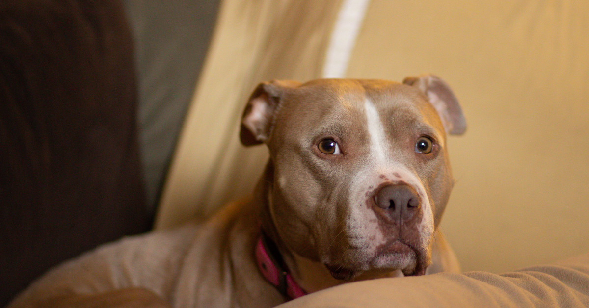 Diabetes in Dogs: The Complete Guide - Emergency Vet 24/7