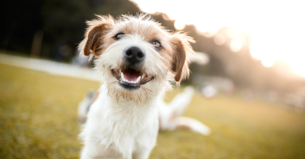 What is Addison's Disease in Dogs? - Emergency Vet 24/7